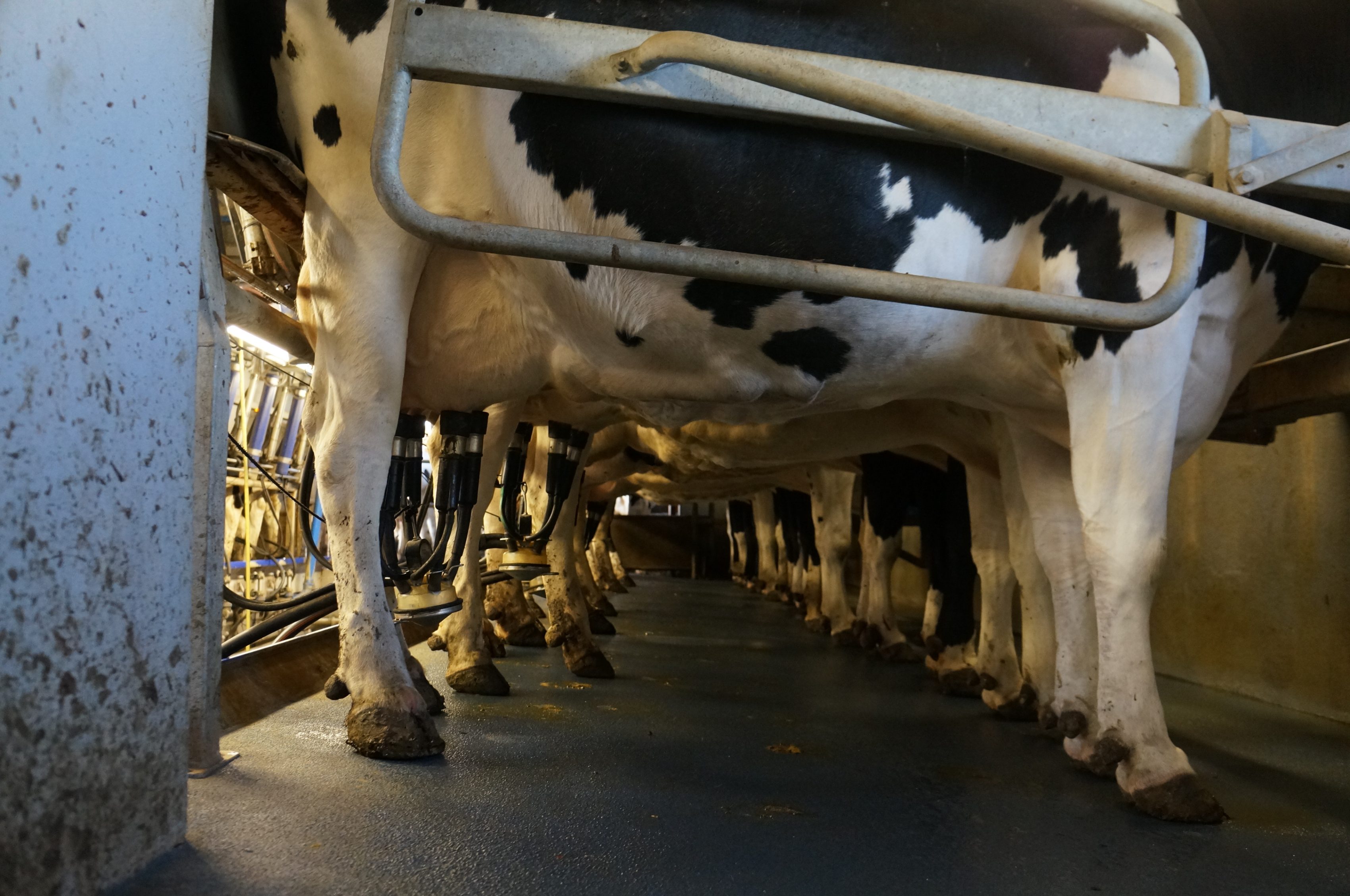 Mastitis | MSD Animal Health
