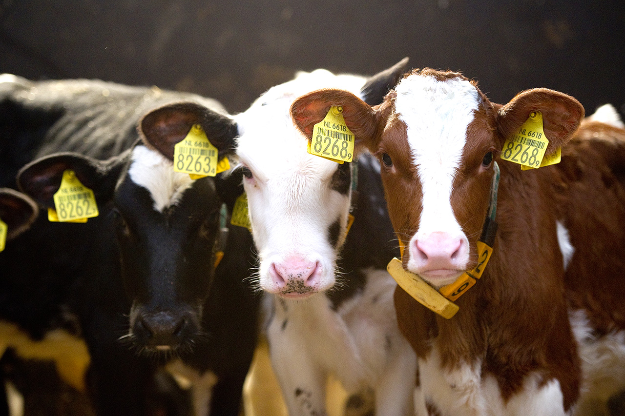 Mastitis | MSD Animal Health